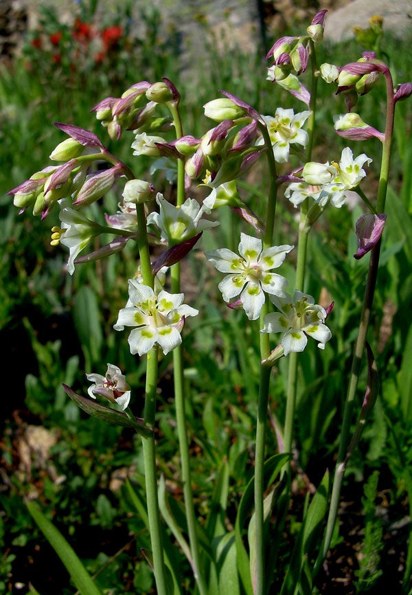 Rocky Mountain Wildflowers - Climbing