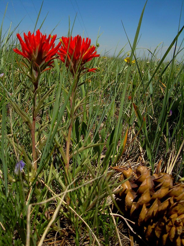 Rocky Mountain Wildflowers - Climbing