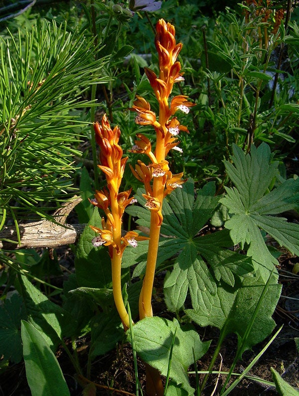 Rocky Mountain Wildflowers - Climbing