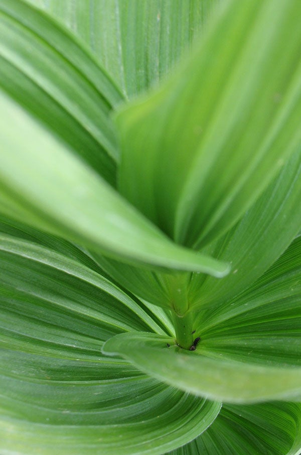 Rocky Mountain Wildflowers - Climbing