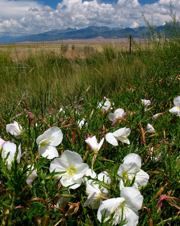 Rocky Mountain Wildflowers - Climbing