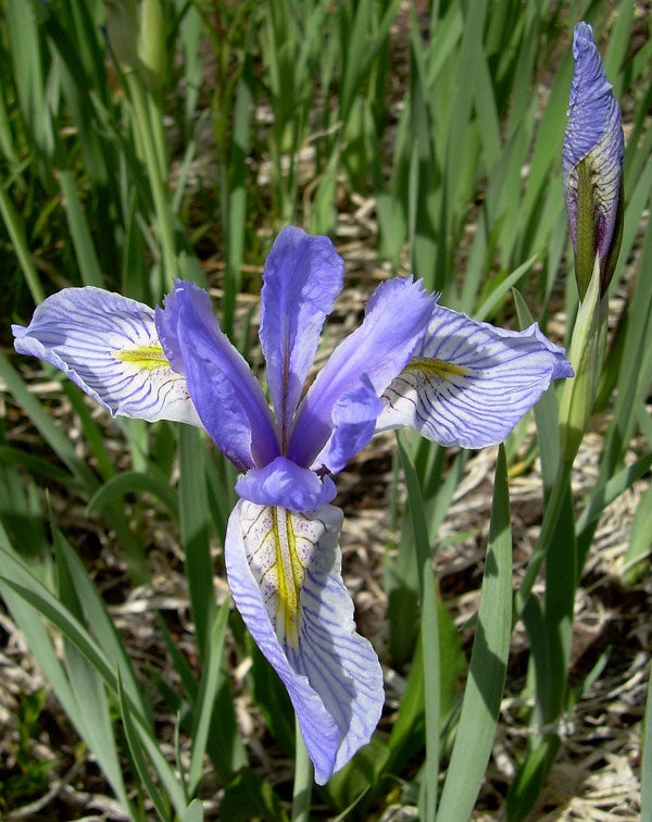 Rocky Mountain Wildflowers - Climbing