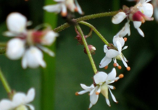 Rocky Mountain Wildflowers - Climbing