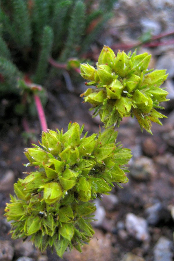 Rocky Mountain Wildflowers - Climbing