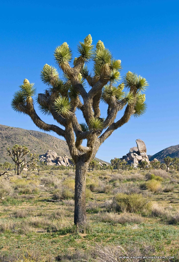Spring Break at Joshua Tree - Climbing