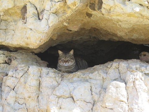 Re-Gram: Show Us Your #CragCat - Climbing