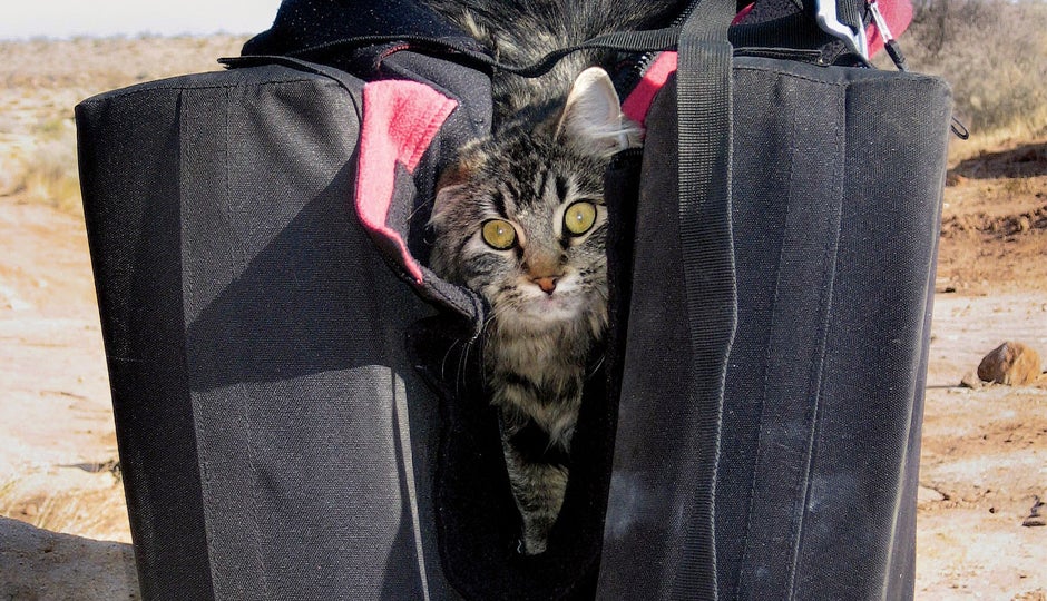 Re-Gram: 9 Crag Cats