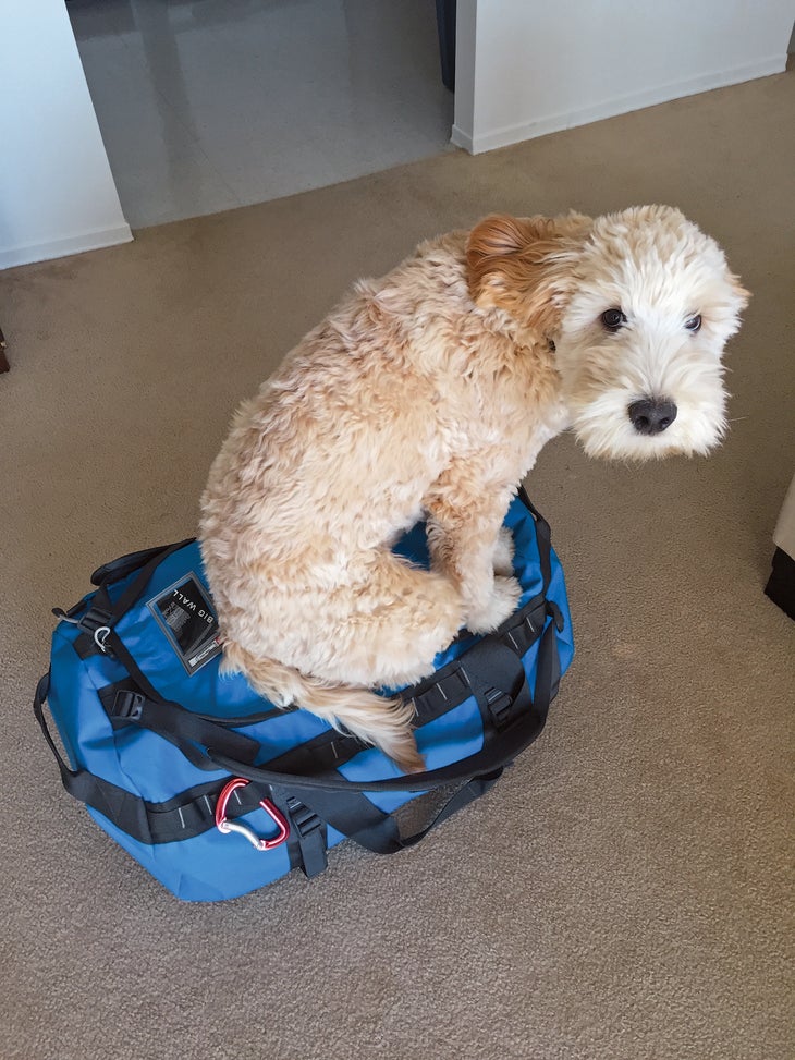 Re-Gram: 9 Crag Dogs