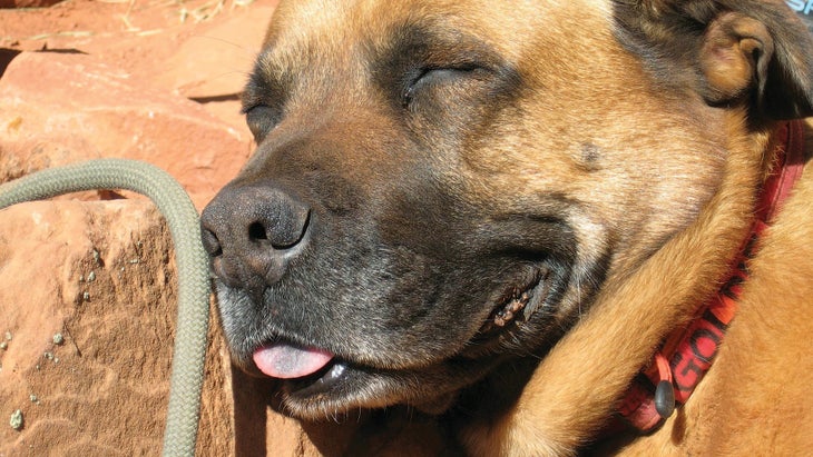 Re-Gram: 9 Crag Dogs