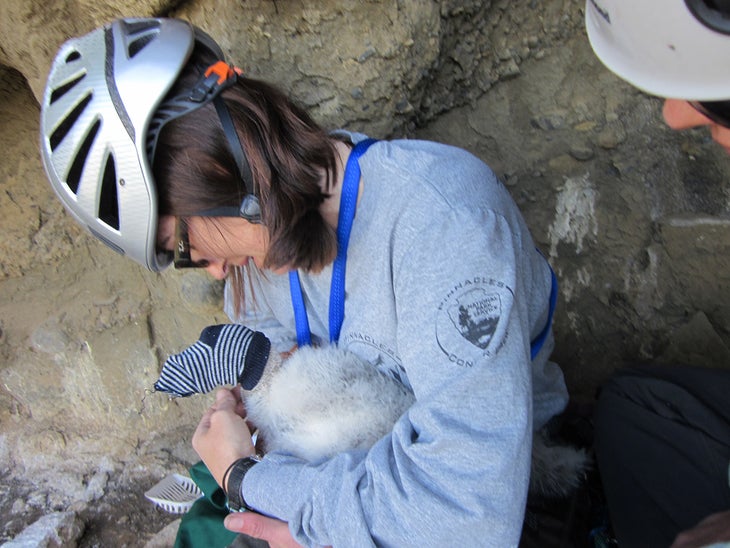 When Climbing and Condors Clashed, These Two Biologists Helped Save ...