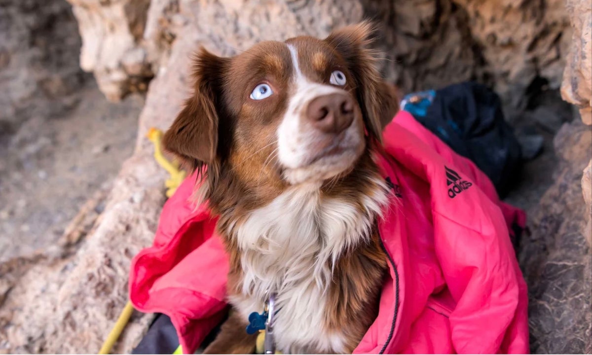 To Bring or Not to Bring: The Fate of the Crag Dog - Climbing