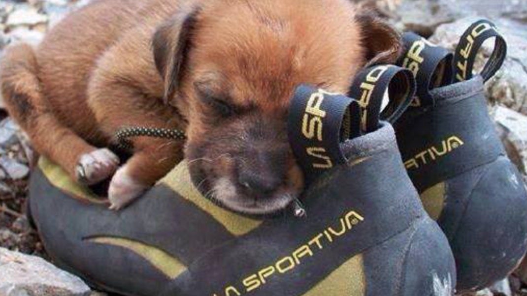 Crag Dogs: Dogs that Boulder, Big Wall, and Base Jump - Climbing