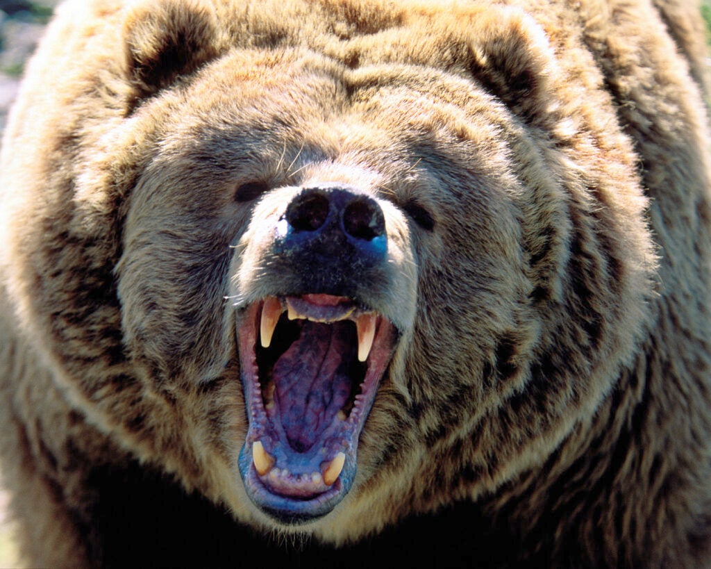 Worst Nightmare? A Grizzly Attack in the Cold Wilds - Climbing