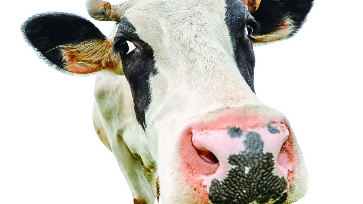 The Science Behind Protein for Climbers