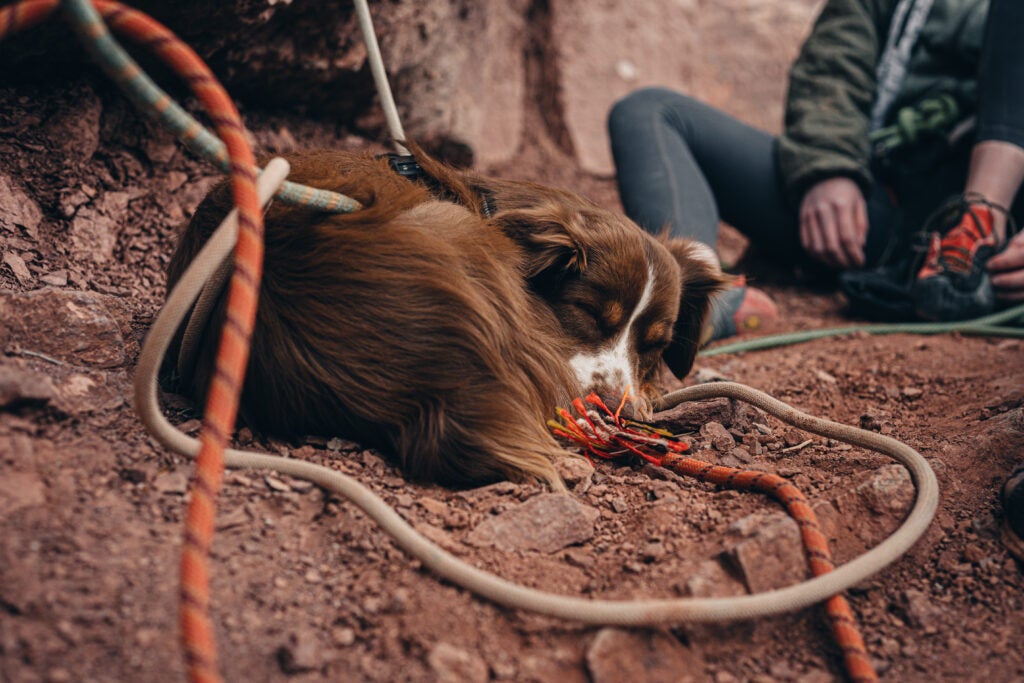 A Remembrance of My Favorite Crag Dog - Climbing