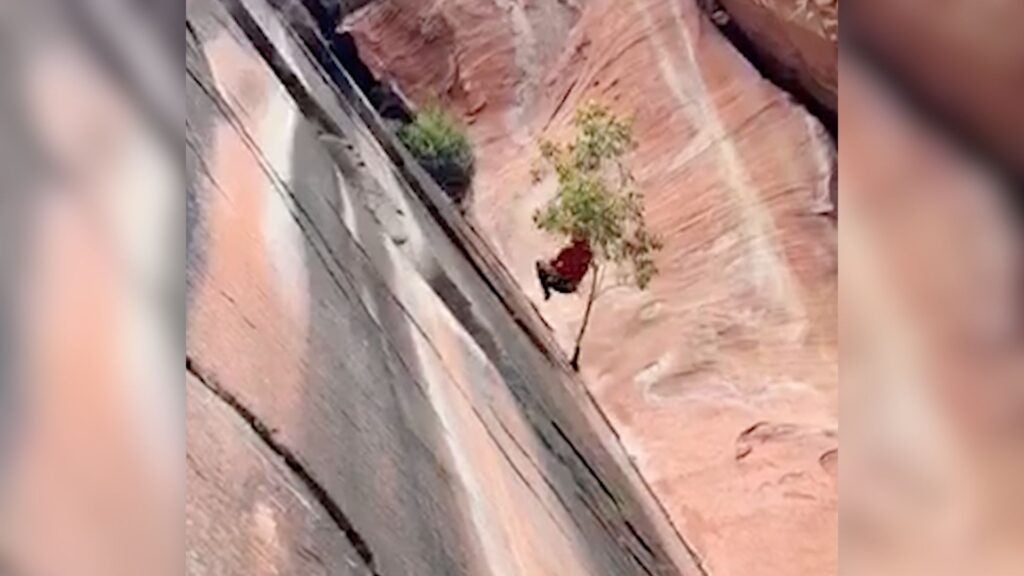 Climber Takes Large Fall Into Tree - Climbing