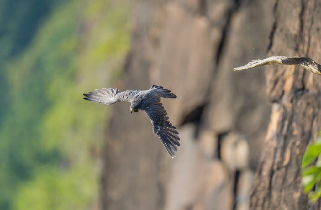 How a Bunch of Dirtbag Climbers Helped Save Yosemite’s Peregrine ...